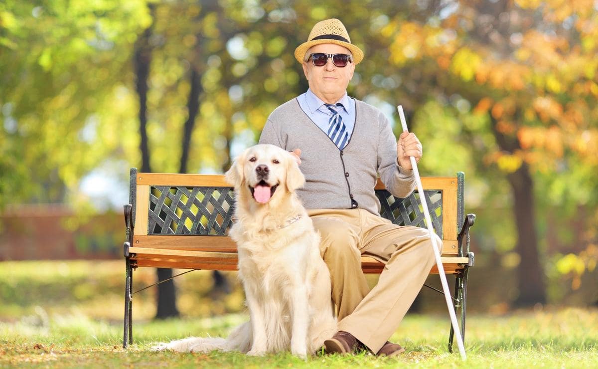 Adoptar un perro guía para ciegos - Discapacidad Visual